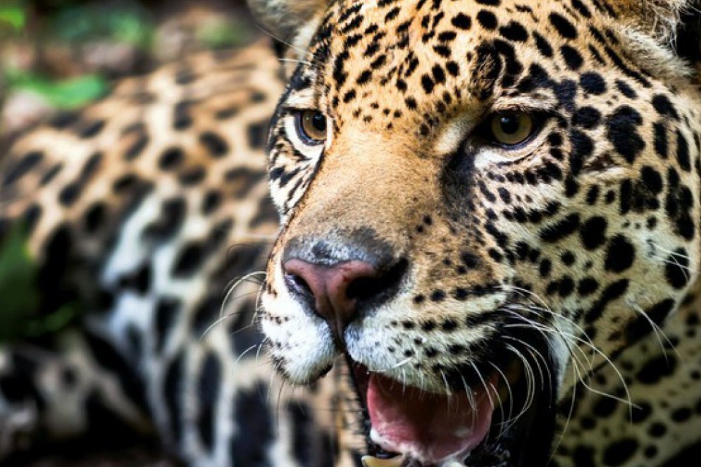 Por que essa ecóloga analisa cocô de onça? | Reportagens Especiais | OPOVO+