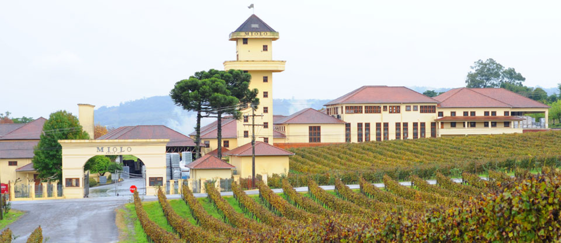 Vinícolas: conheça as dez imperdíveis da América do Sul