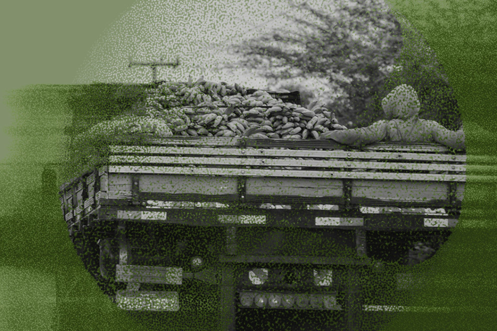 Agrotóxicos: um mal necessário? Manejo orgânico e agroecologia são alternativas | Os impactos ...